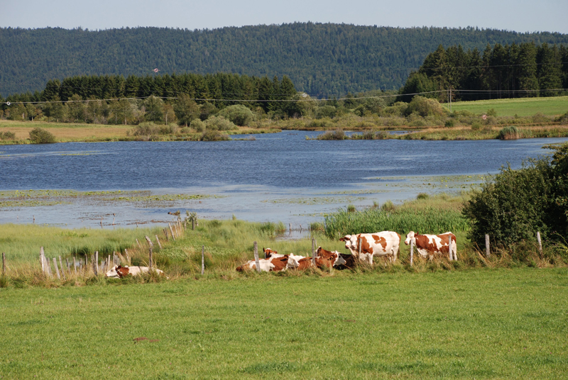 Frasne (25560) , Canton de Frasne, Le Doubs, La route des communes